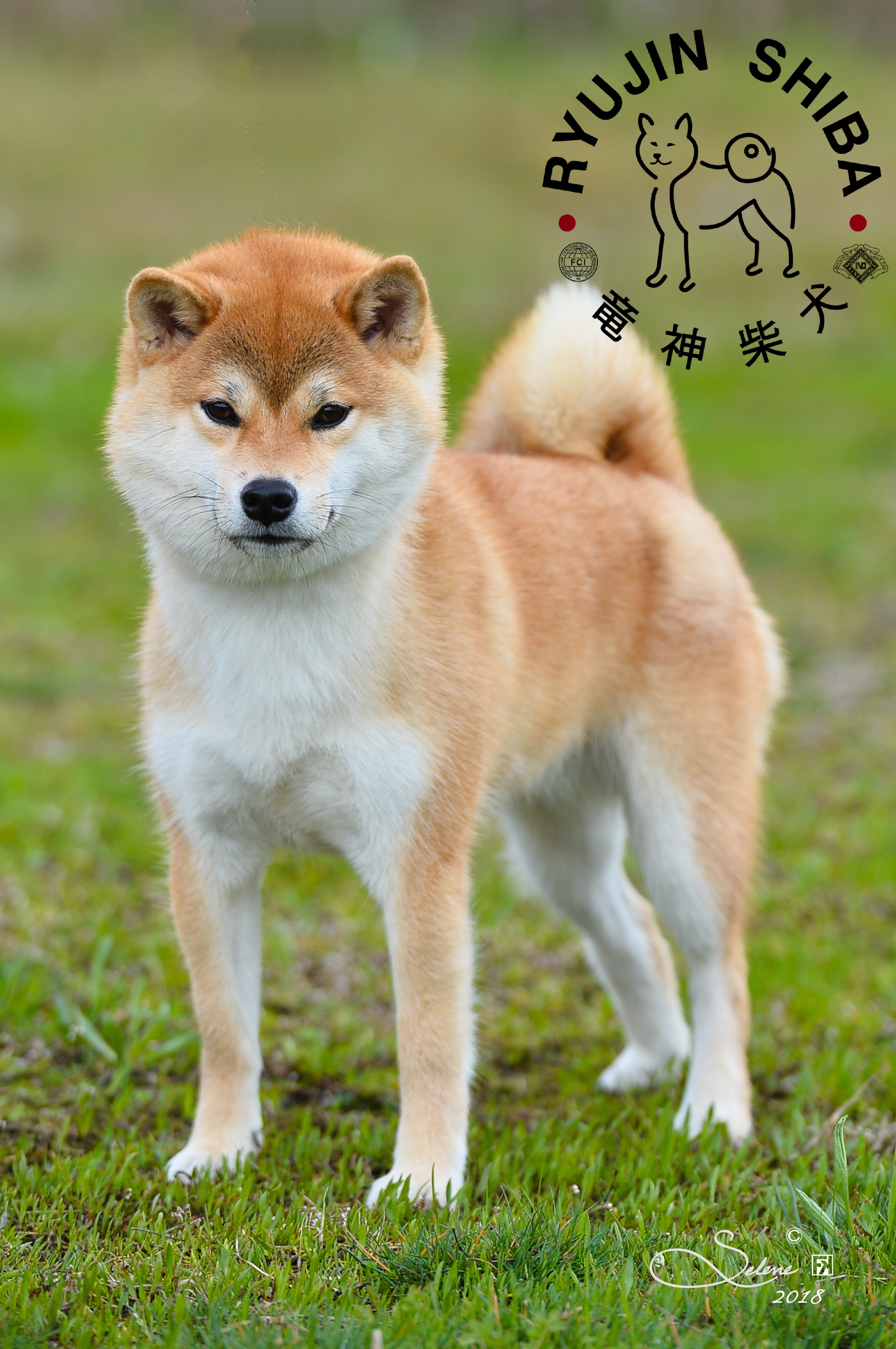 I nostri cani Shiba Inu | Ryujin | Vendita cuccioli Shiba Inu