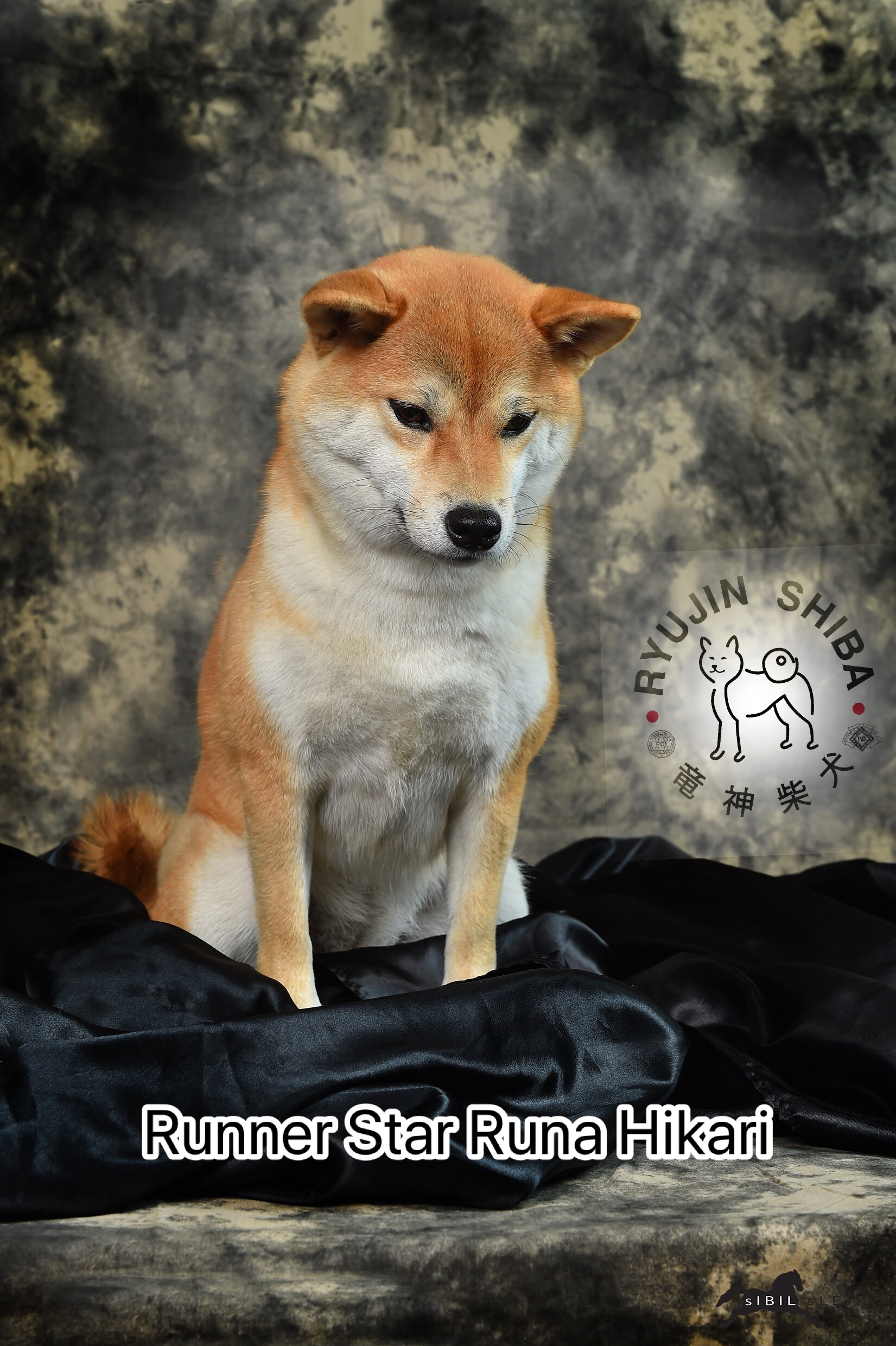I nostri cani Shiba Inu | Ryujin | Vendita cuccioli Shiba Inu